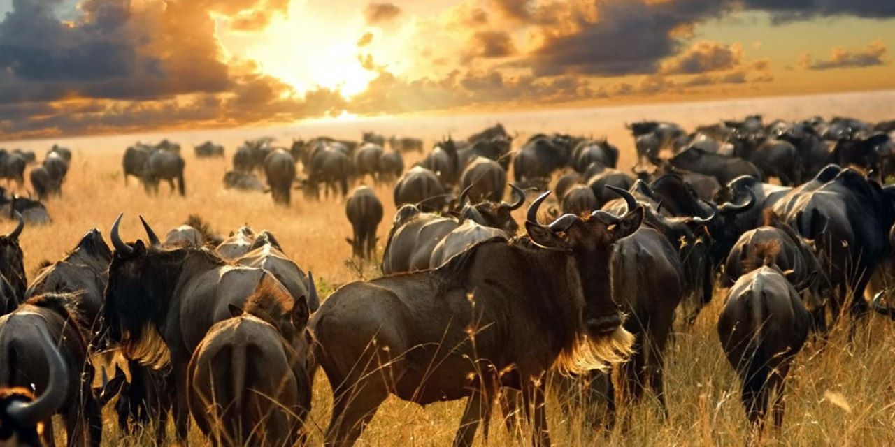 Masai Mara 3-Days Safari | 3 Days Masai Mara Kenya Safari